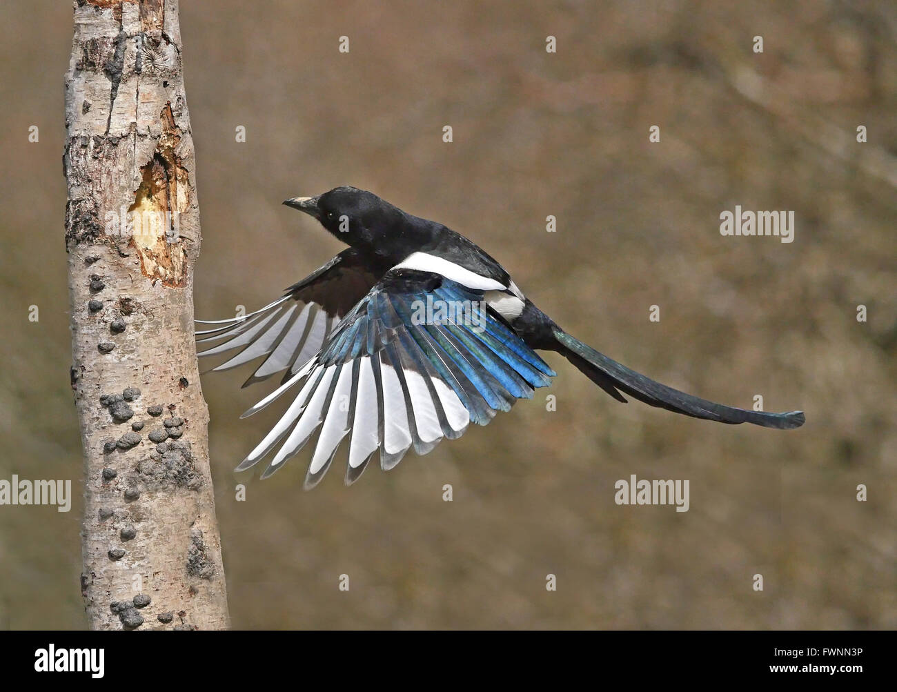 Magpie flying hi-res stock photography and images - Alamy