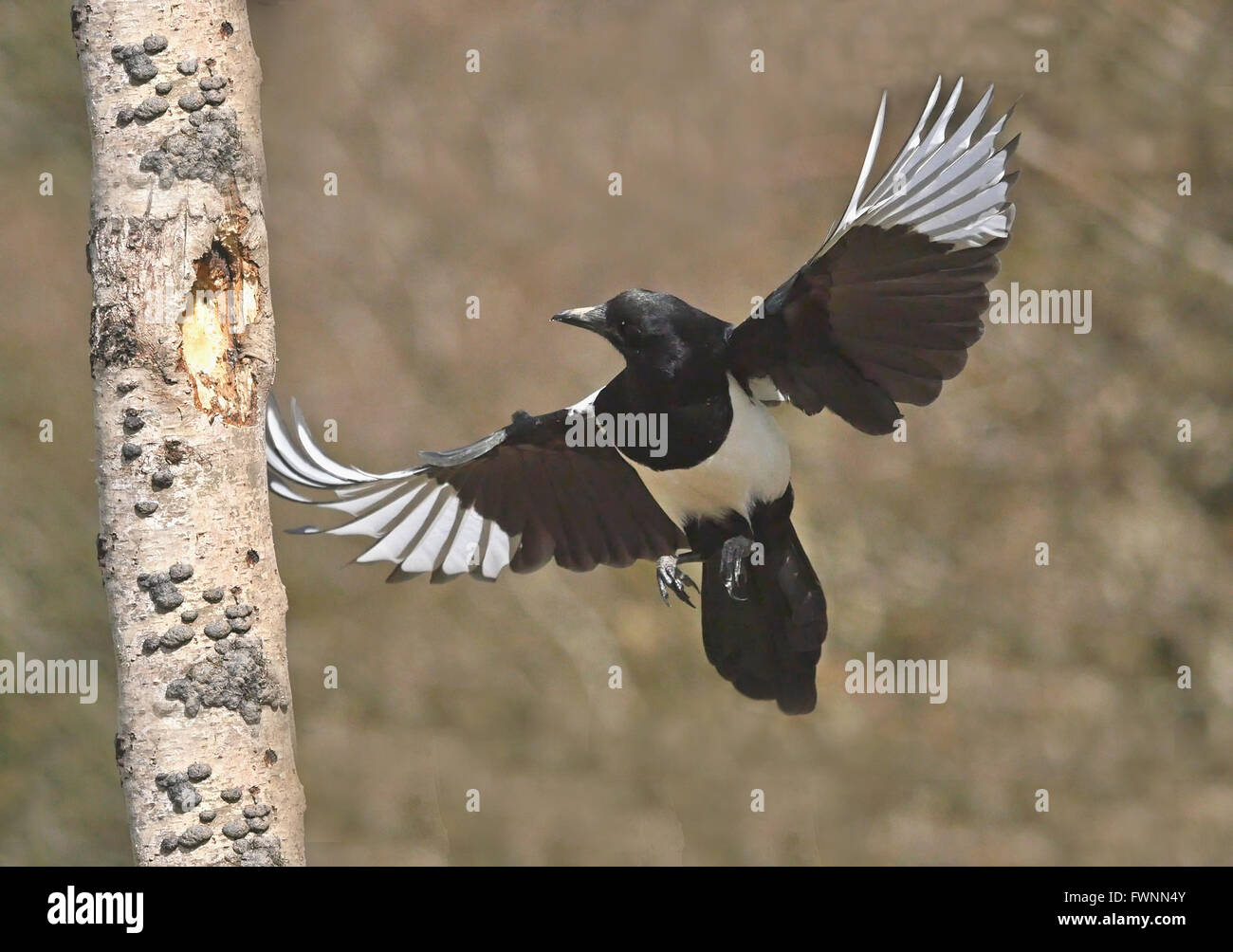 Magpie flying hi-res stock photography and images - Alamy