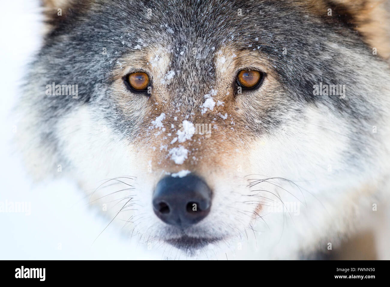 Wolf Nose Close Up High Resolution Stock Photography and Images - Alamy