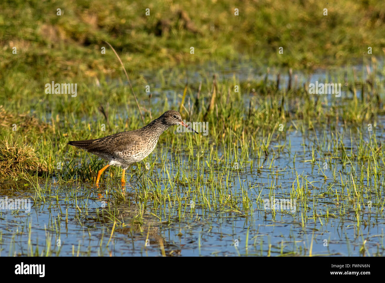 Redshank wading bird hi-res stock photography and images - Alamy