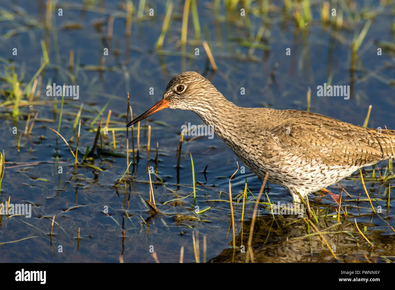Redshank wading bird hi-res stock photography and images - Alamy