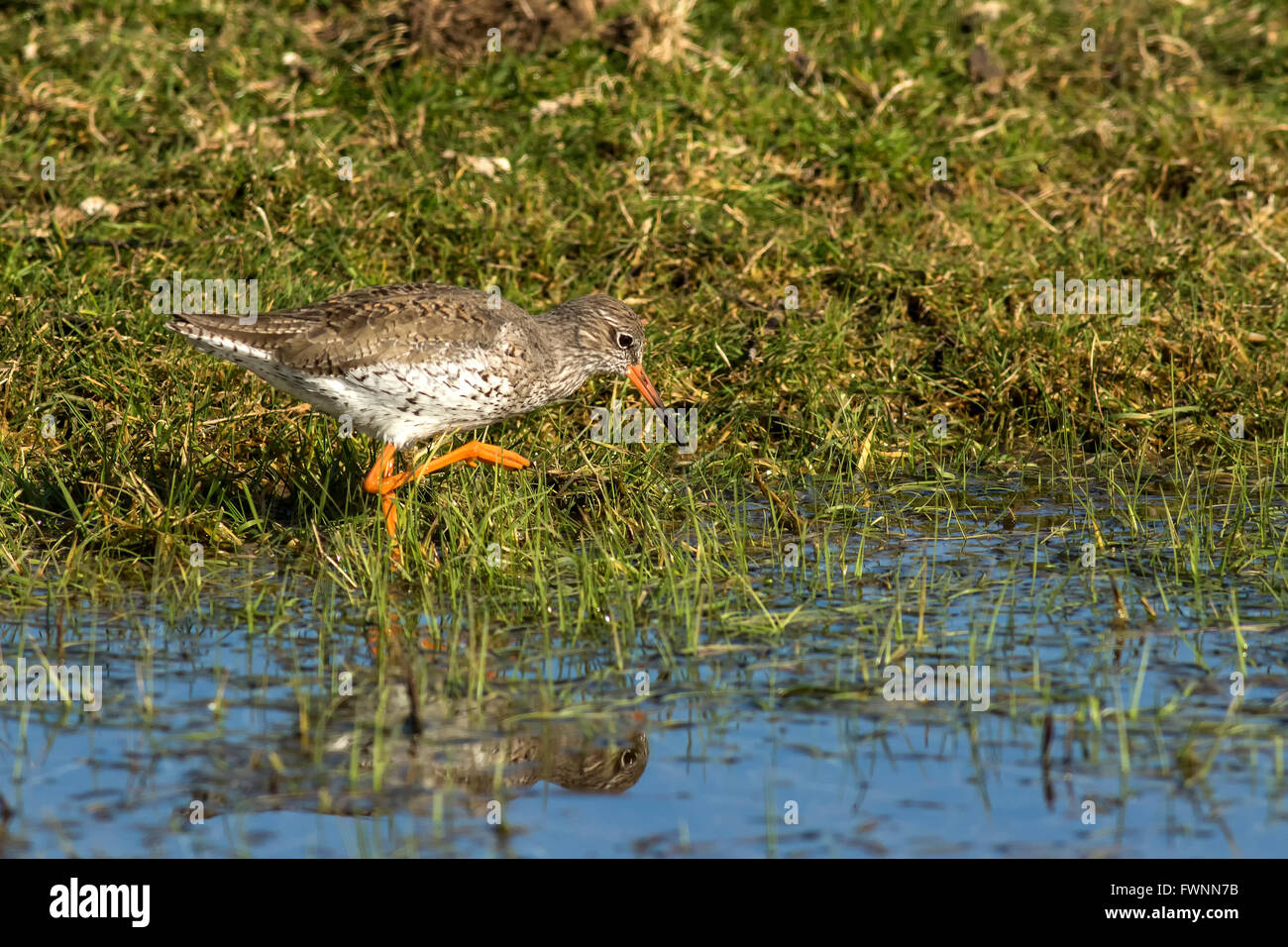 Redshank wading bird hi-res stock photography and images - Alamy