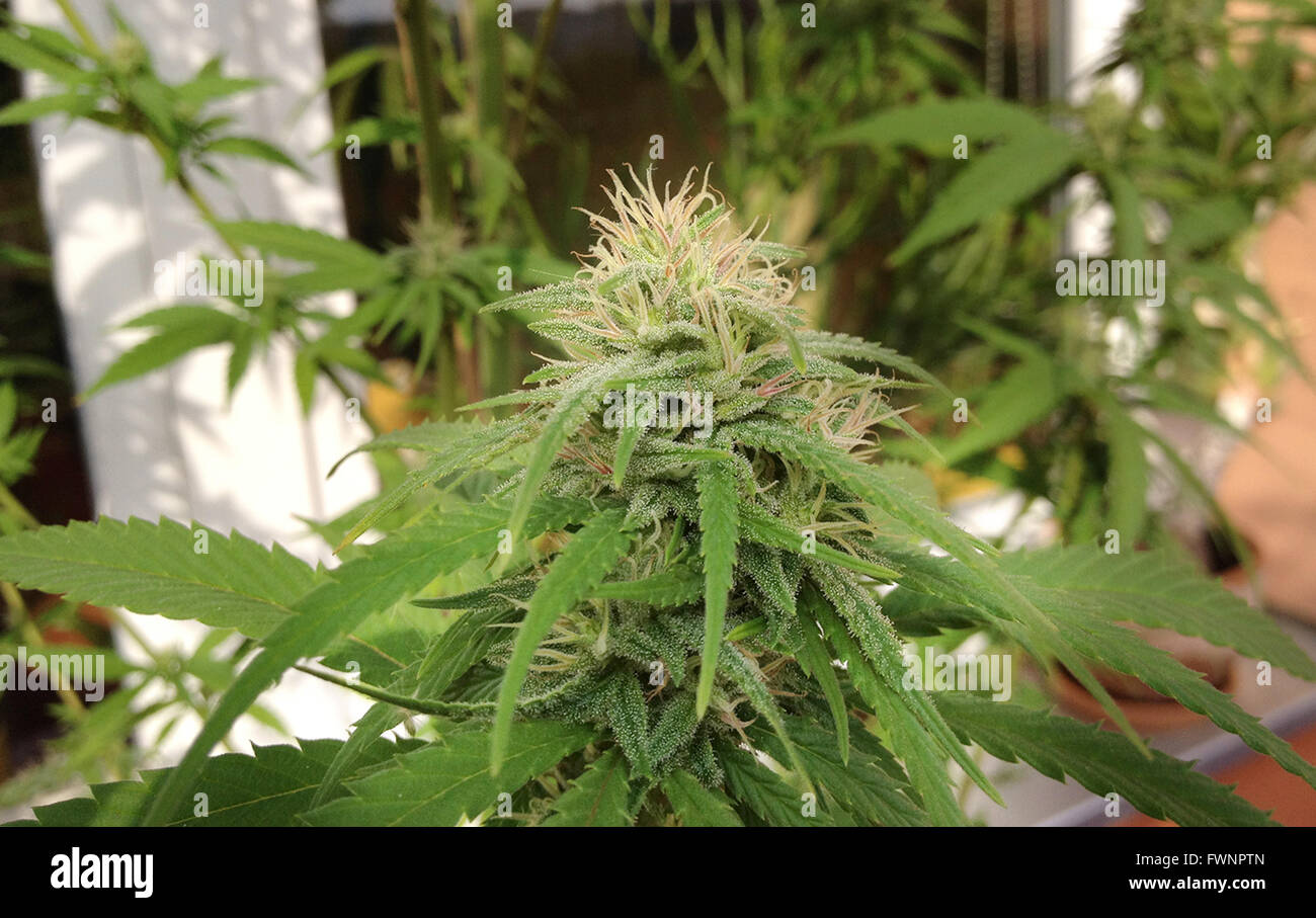 Cannabis plants on balcony hi-res stock photography and images - Alamy