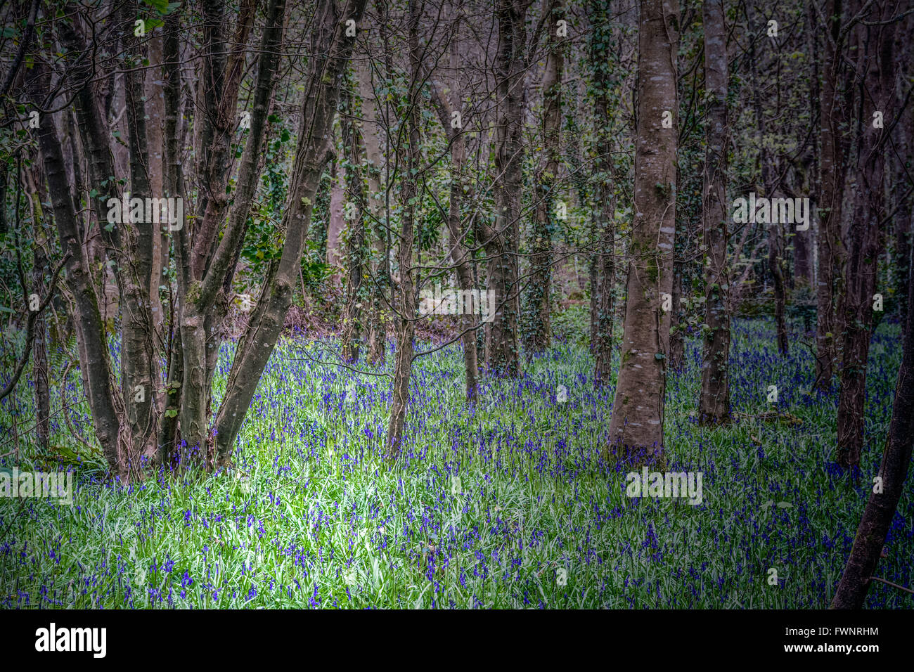 Illogan, Cornwall, UK. 6th April 2016. UK Weather. Bluebell woods ...