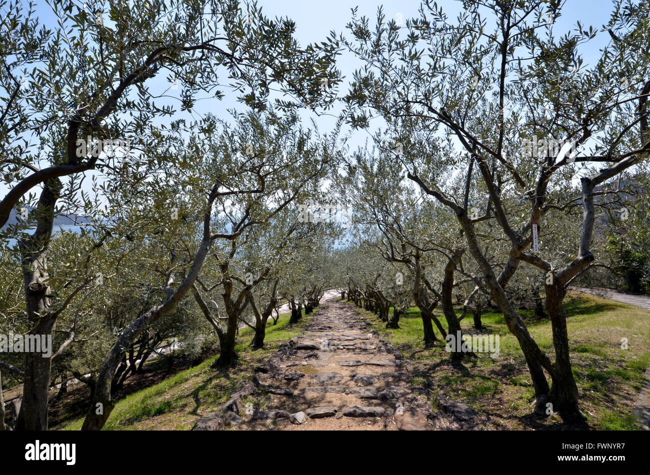 Kagawa, Japan. 20th Mar, 2016. Olive trees are planted at the Olive ...