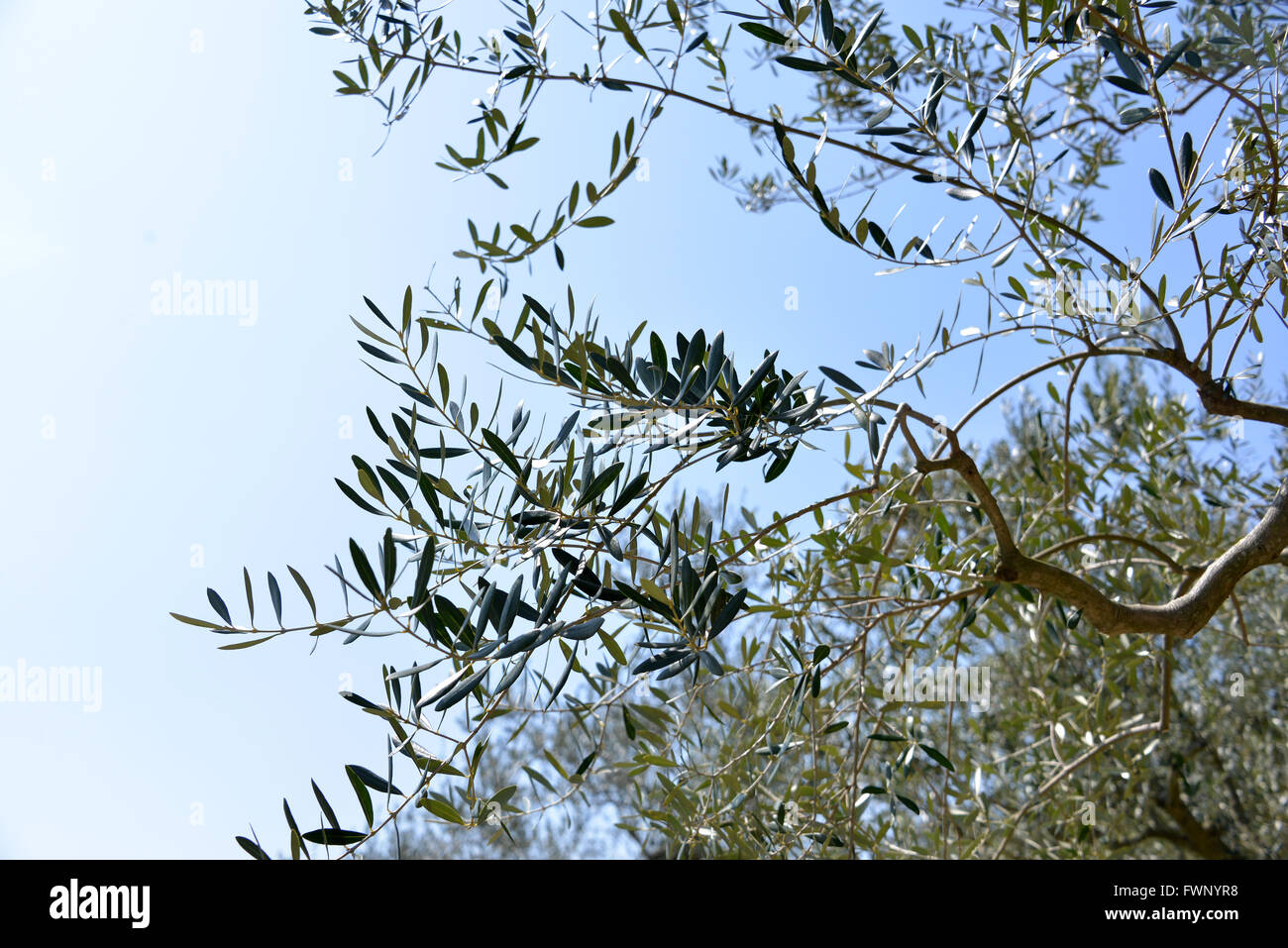 Kagawa, Japan. 20th Mar, 2016. Olive trees are planted at the Olive ...
