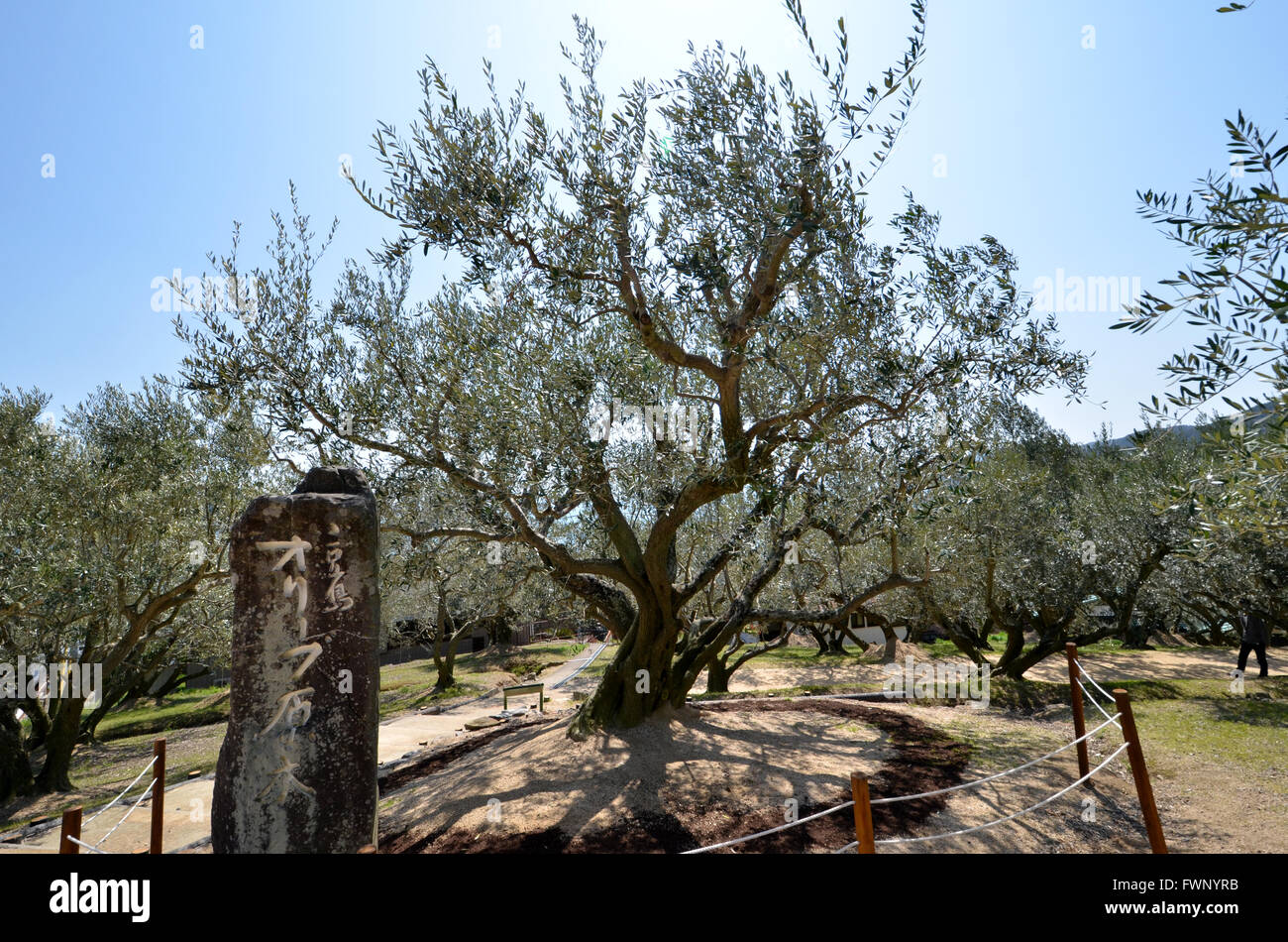 Kagawa, Japan. 20th Mar, 2016. Olive trees are planted at the Olive ...