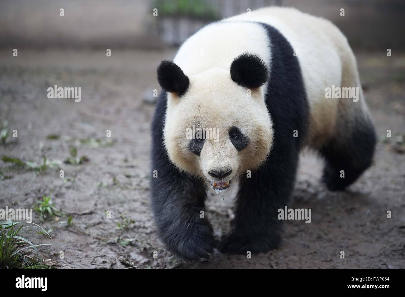 Pandas mating china hi-res stock photography and images - Alamy