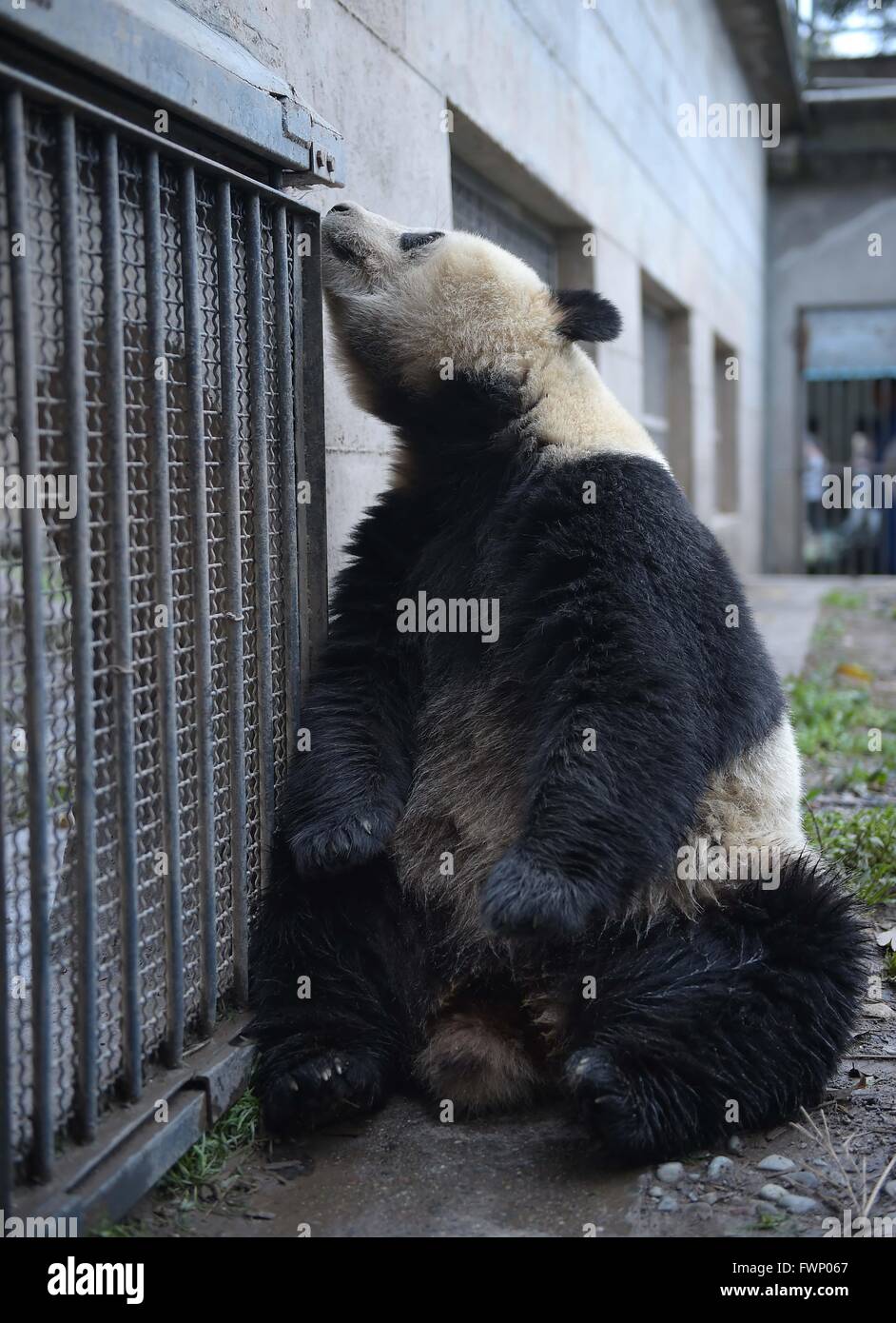 Pandas mating china hi-res stock photography and images - Alamy