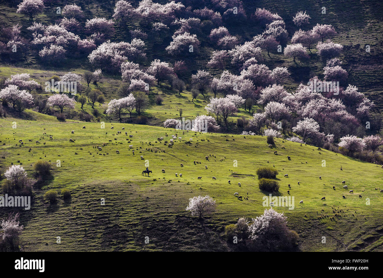 Gongliu County, China's Xinjiang Uygur Autonomous Region. 5th Apr, 2016 ...