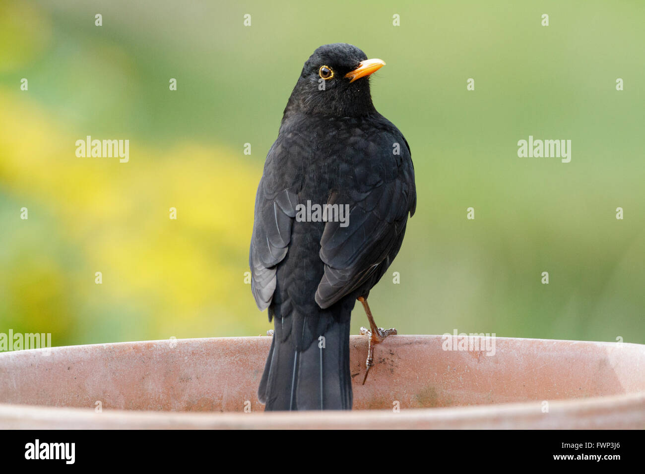 7th April 2016. UK weather. A Blackbird (Turdus merula) makes the most ...