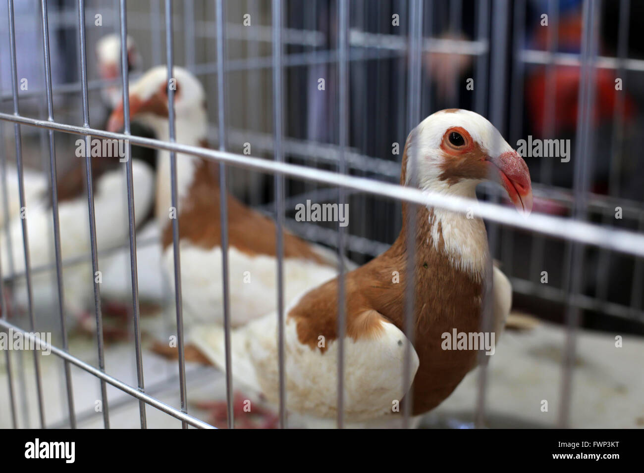 Gaza City, Gaza Strip, Palestinian Territory. 7th Apr, 2016 ...