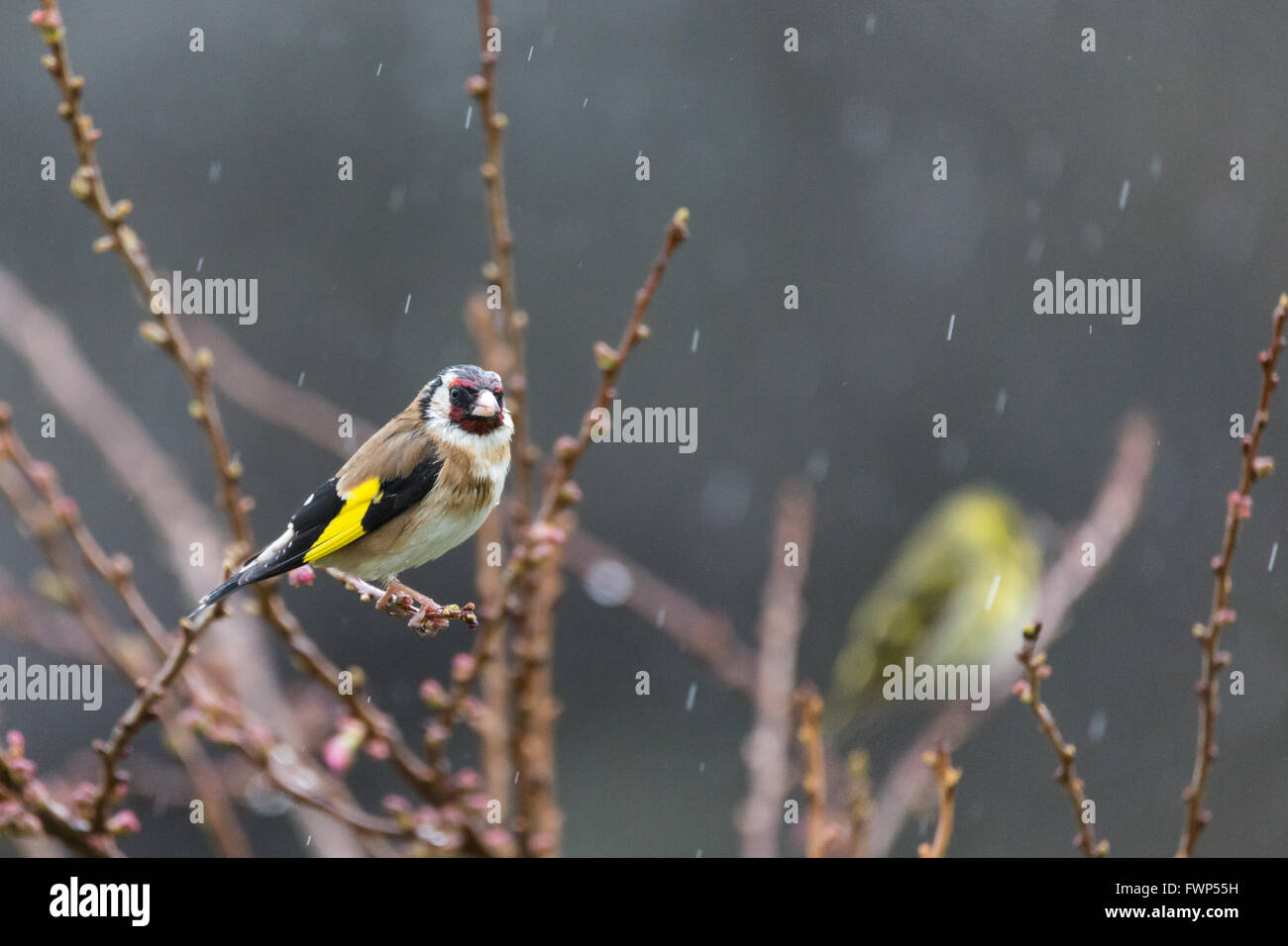 April showers hi-res stock photography and images - Alamy