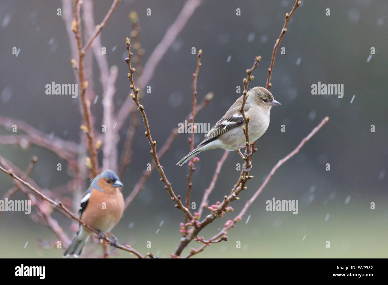 April showers hi-res stock photography and images - Alamy