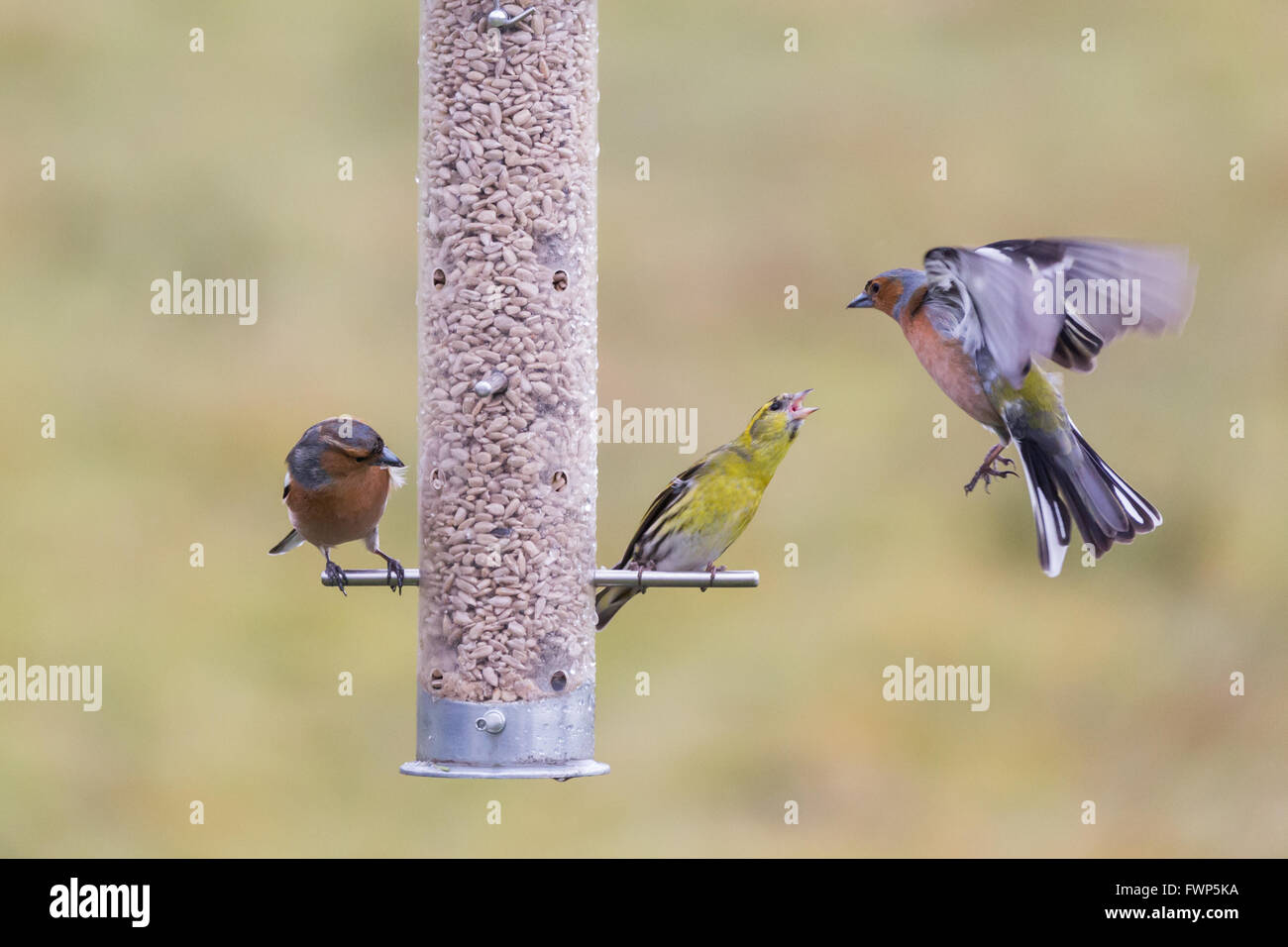 Birds feeding from a garden feeder at springtime. Credit: Ian Jones ...