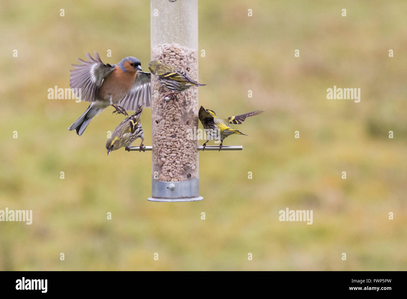 Birds feeding from a garden feeder at springtime. Credit: Ian Jones ...