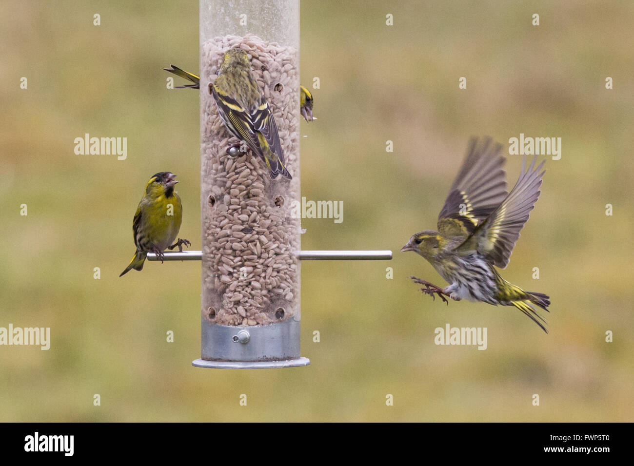 Birds feeding from a garden feeder at springtime. Credit: Ian Jones ...