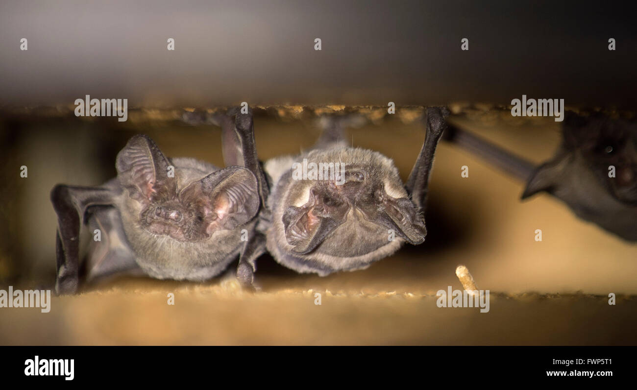 Roseburg, Oregon, USA. 6th Apr, 2016. Several little brown bats nap ...