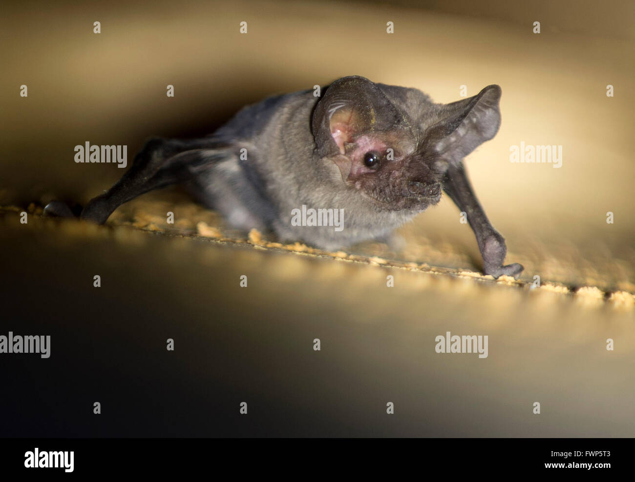 Little brown bat hi-res stock photography and images - Alamy