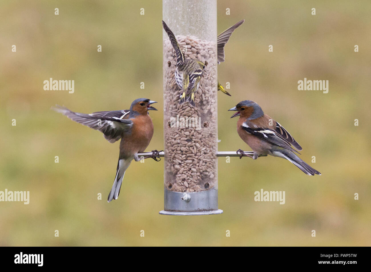 Birds feeding from a garden feeder at springtime. Credit: Ian Jones ...