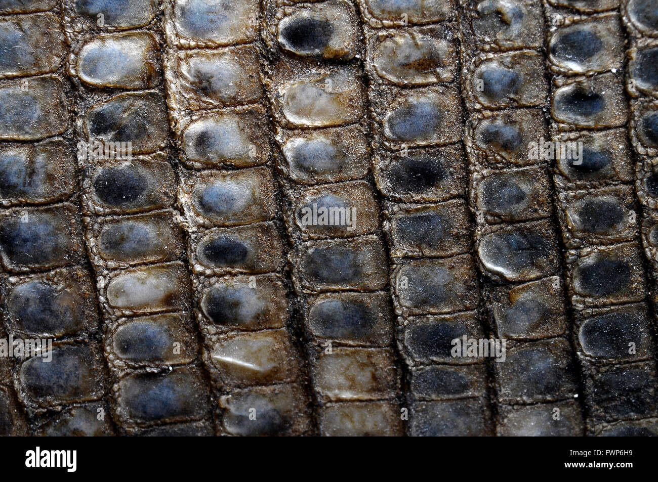 Dried snake skin and scales for textures or background Stock Photo - Alamy