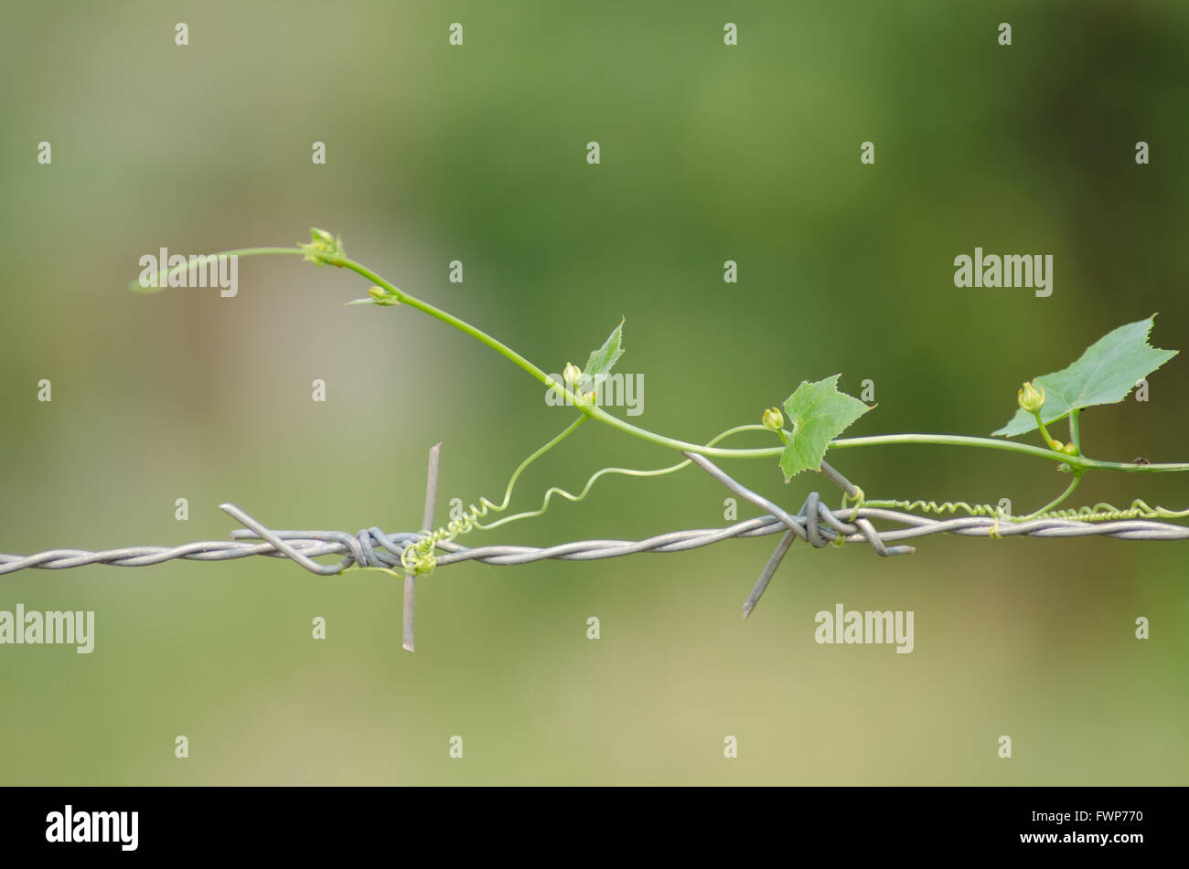 High wire park hi-res stock photography and images - Alamy