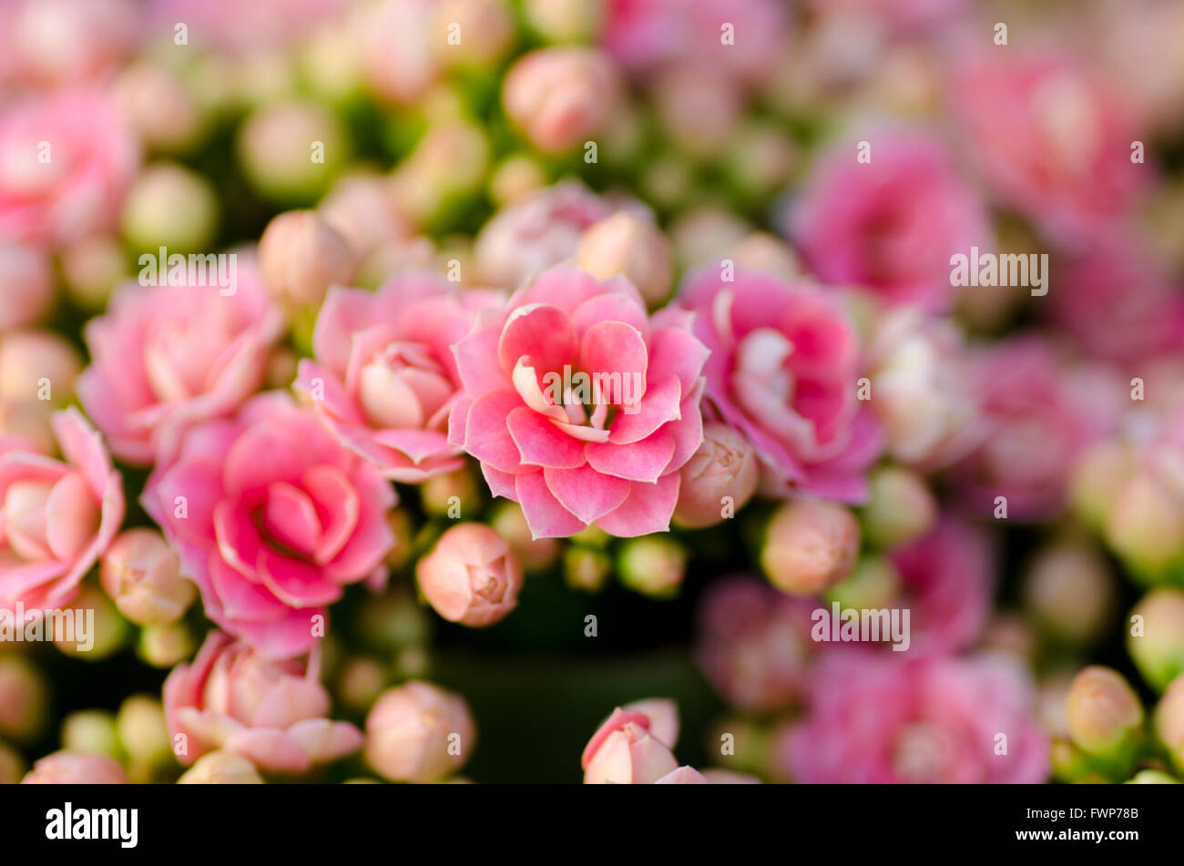 Flaming Katy flower Stock Photo - Alamy