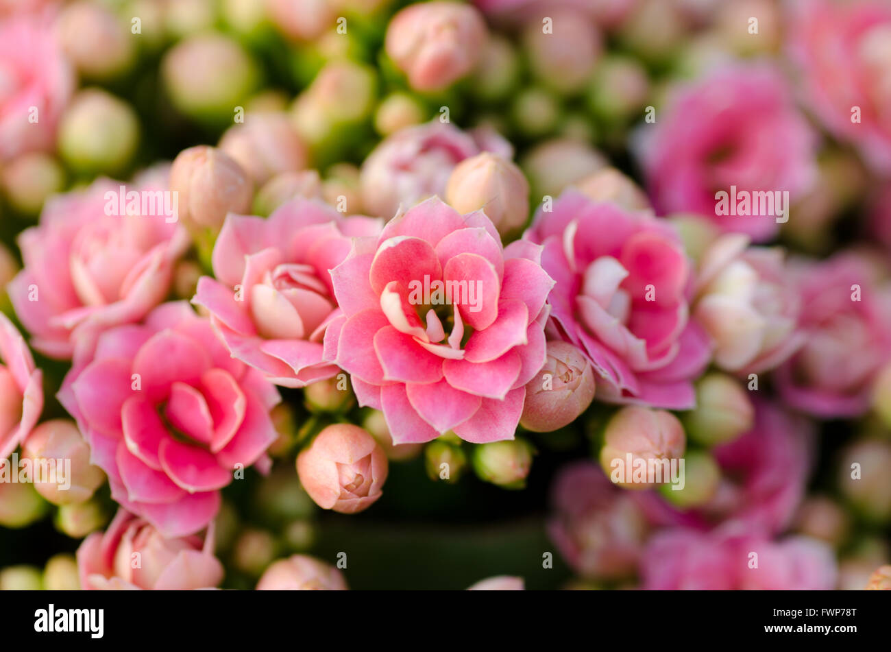 Flaming katy kalanchoe blossfeldiana hi-res stock photography and ...