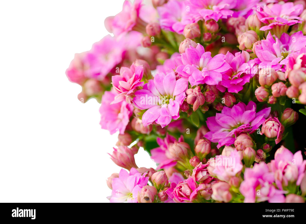 Flaming Katy flower isolated on white background Stock Photo - Alamy