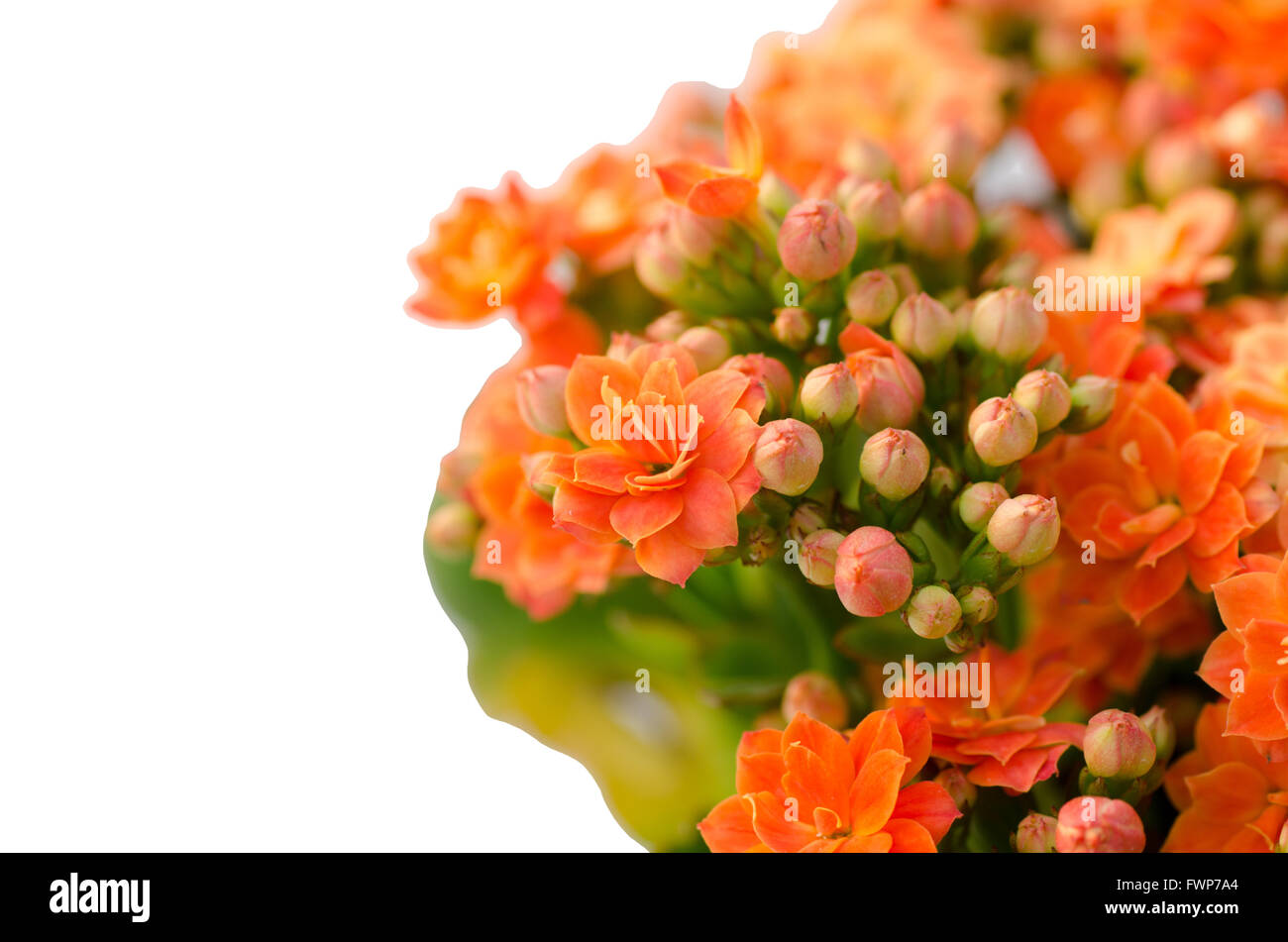 Flaming Katy flower isolated on white background Stock Photo - Alamy