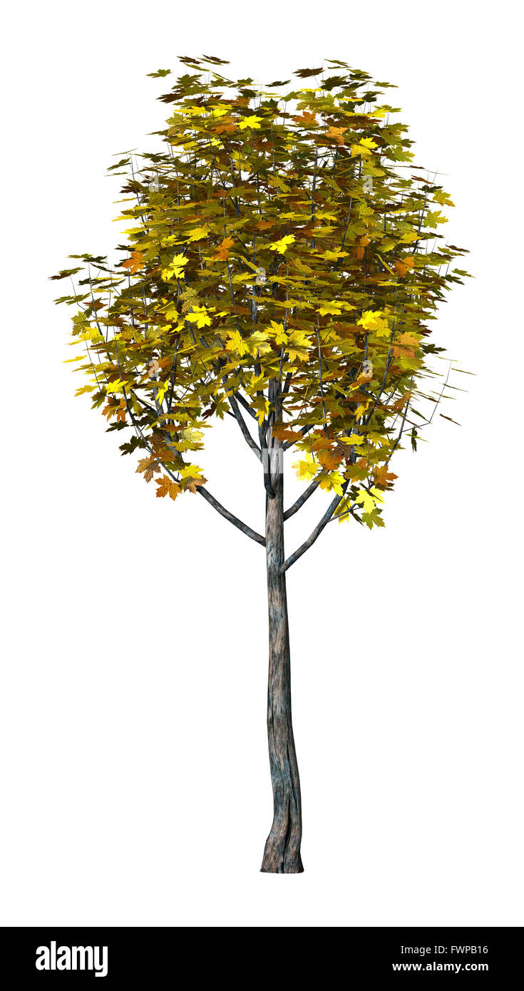 3D illustration of a maple tree isolated on white background Stock ...