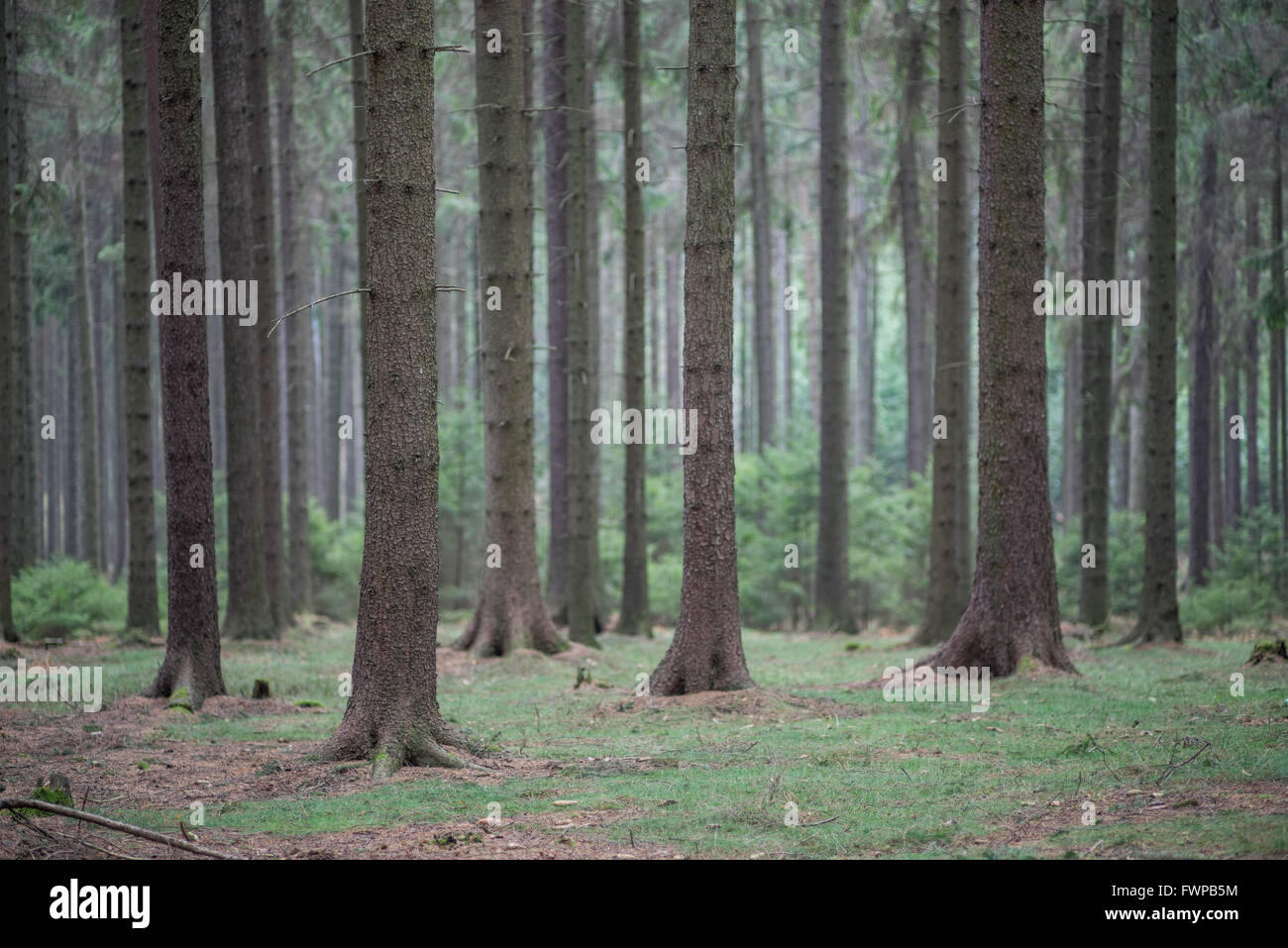 Northern European spruce tree trees forest in the early spring Stock ...