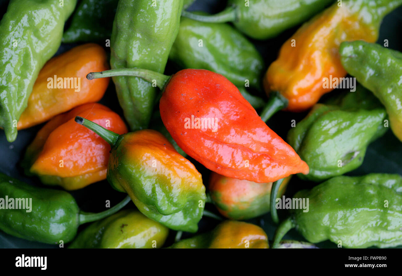 Extremely spicy ghost chilli naga jolokia chilis in kohima market hi ...