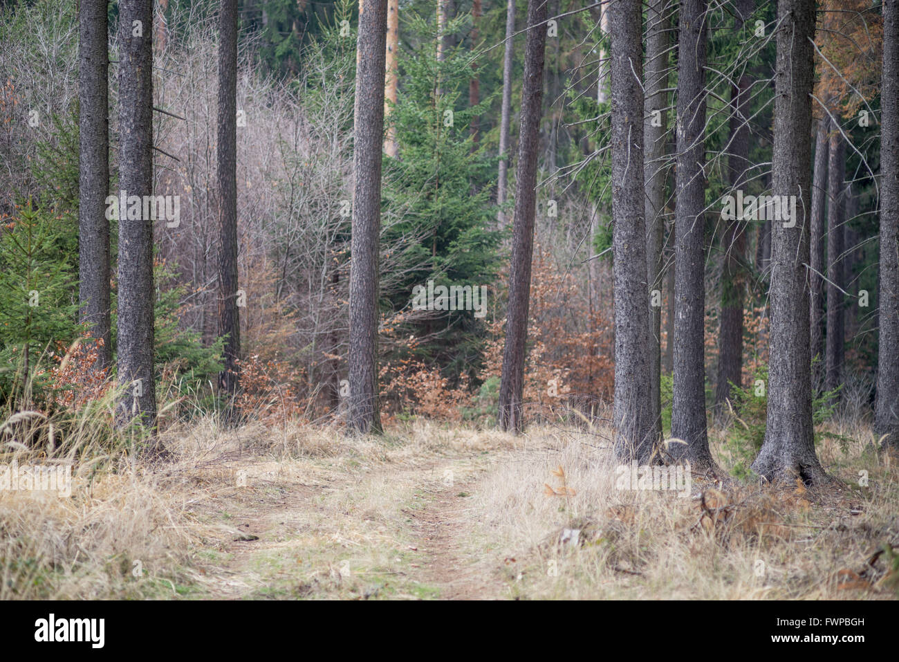 Northern European spruce tree trees forest in the early spring Stock ...