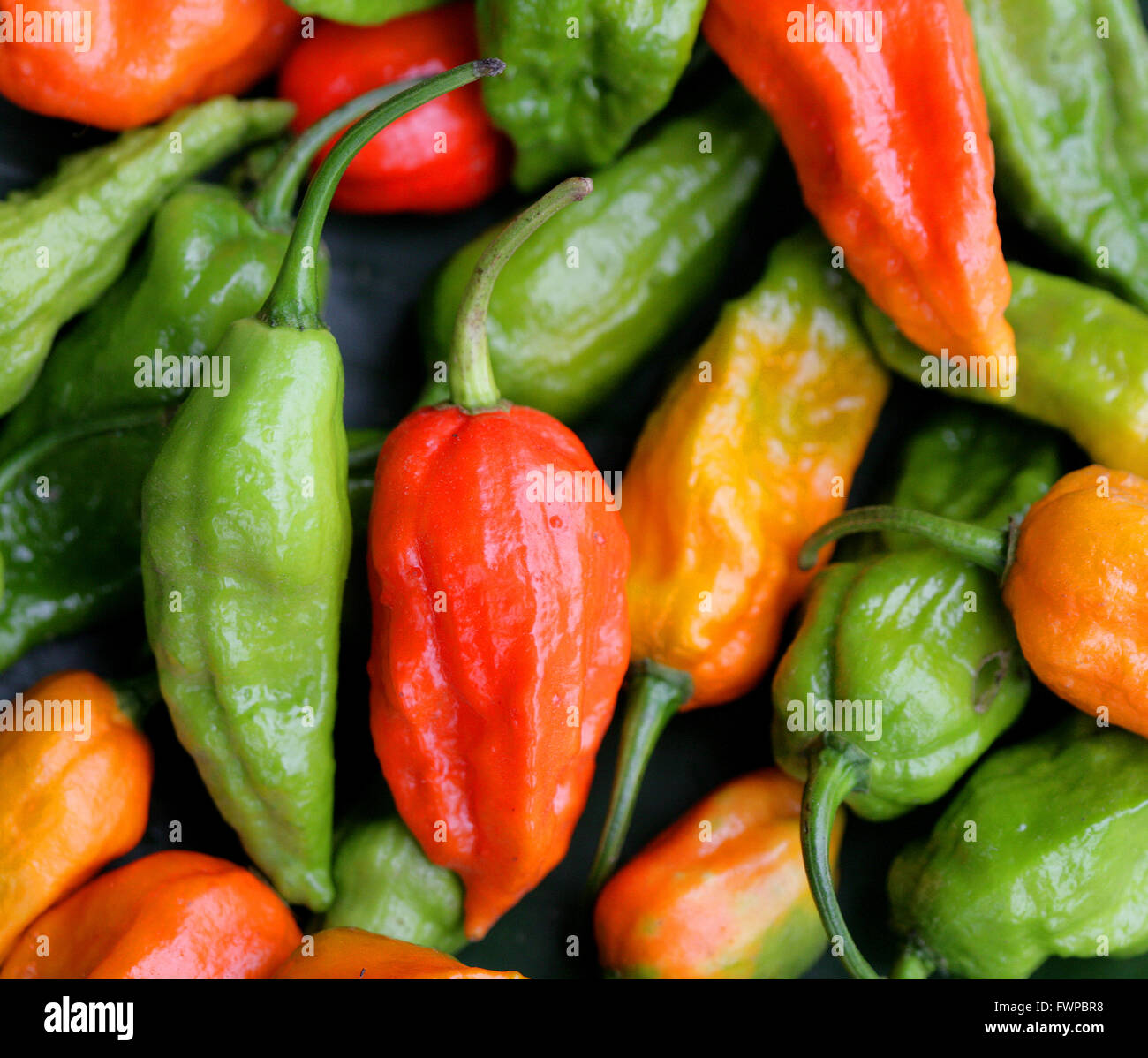 Extremely spicy ghost chilli naga jolokia chilis in kohima market hi ...