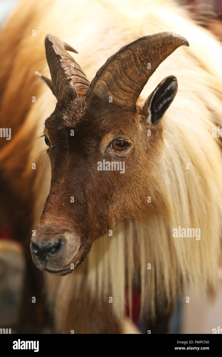 Tahr goat himalayan mountain goat hi-res stock photography and images ...