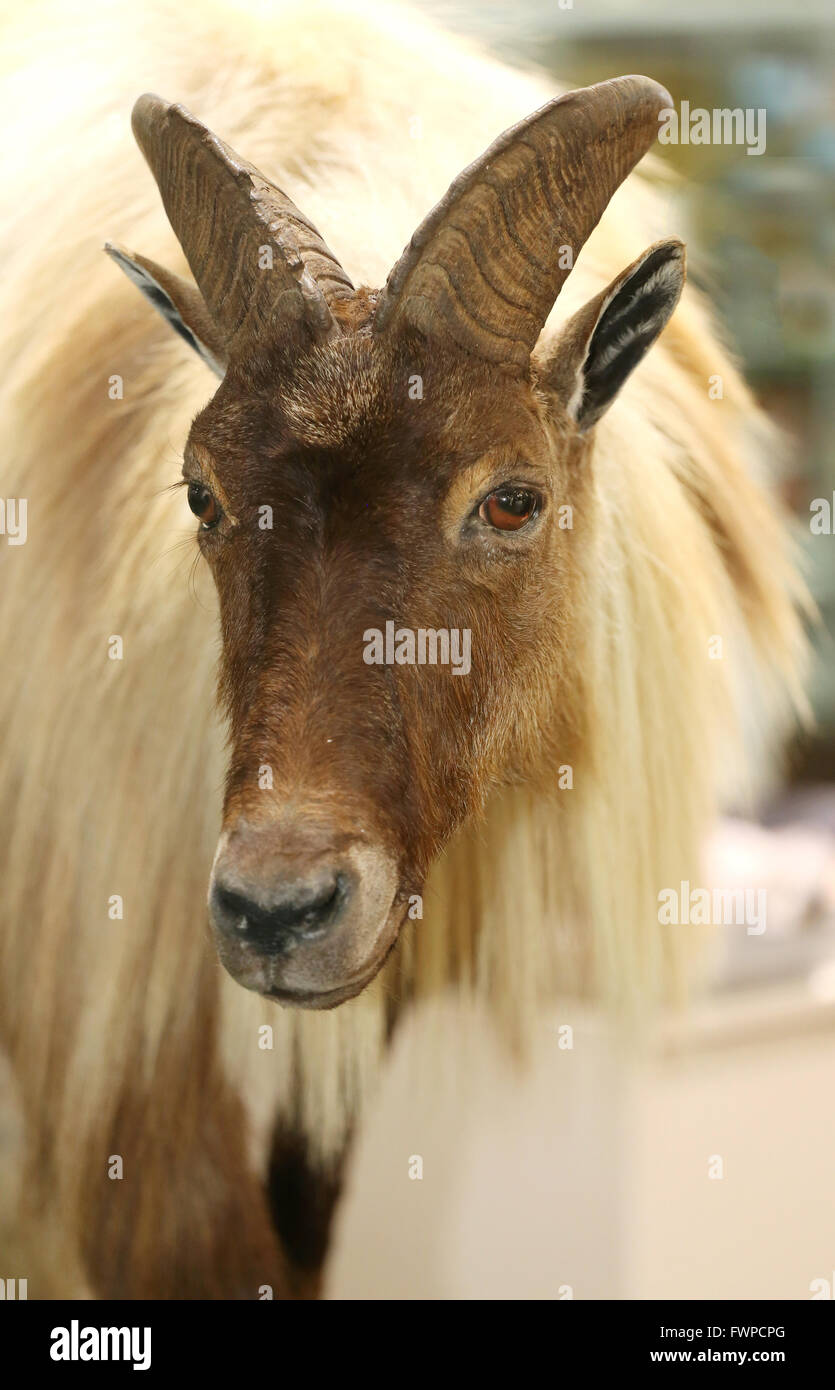 Head shot of a himalayan tahr as Hemitragus Jemlahicus Stock Photo - Alamy