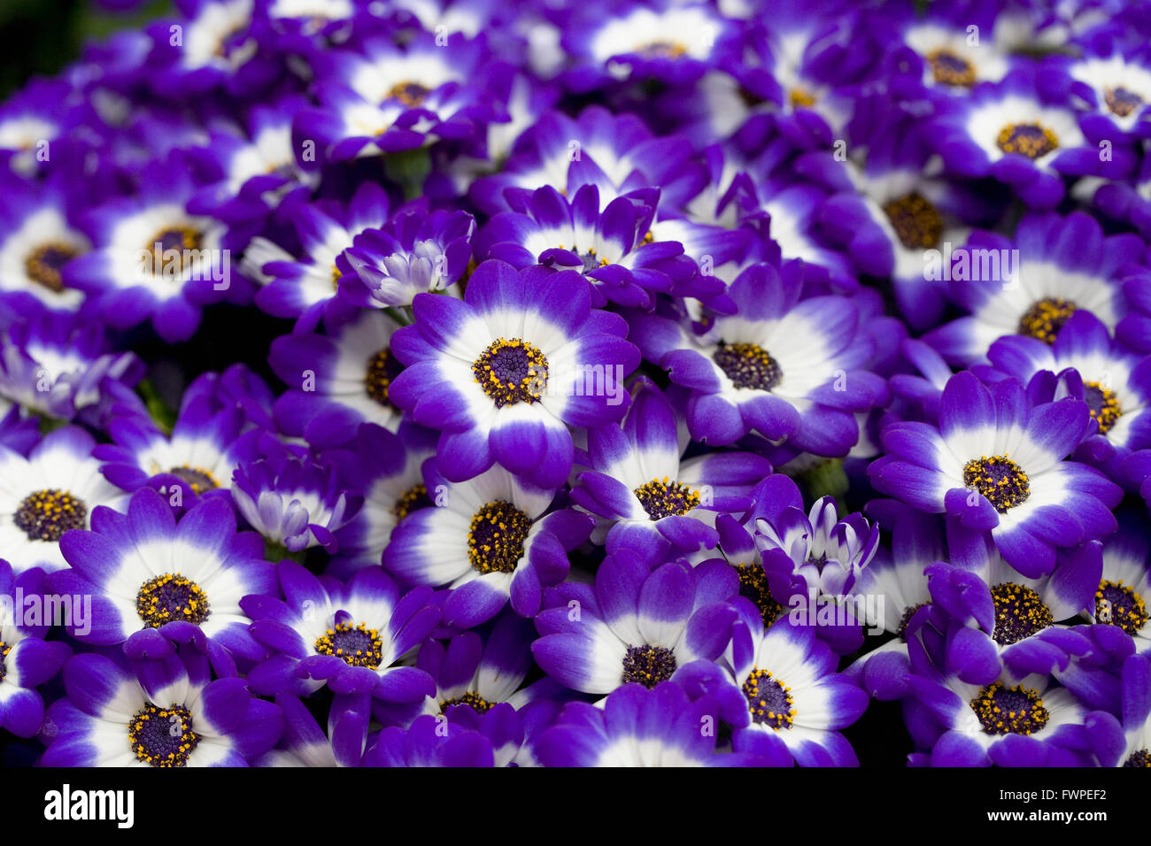 Cineraria flower hi-res stock photography and images - Alamy