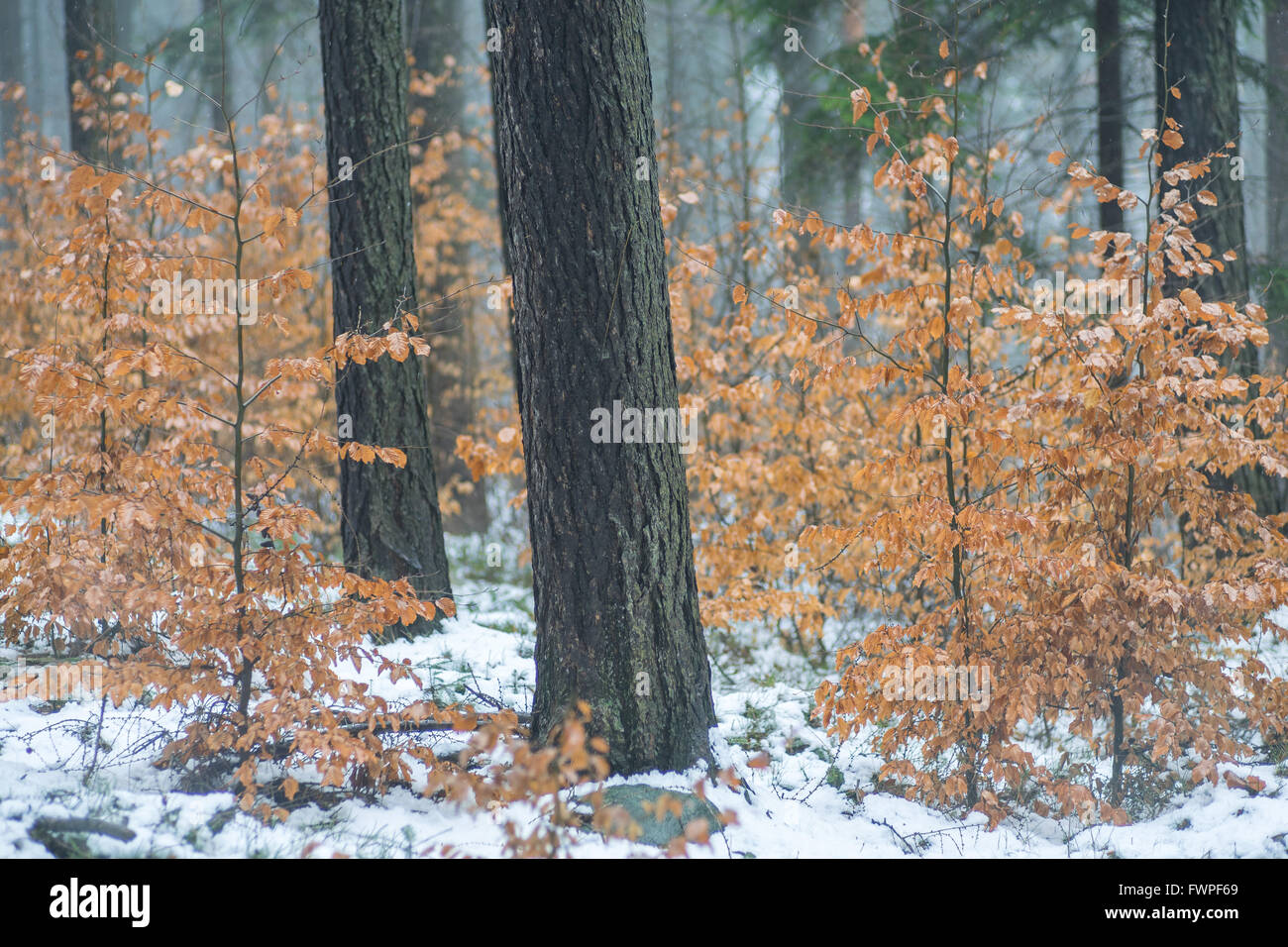 Young beech trees with withered leaves in winter Fagus sylvatica Stock ...
