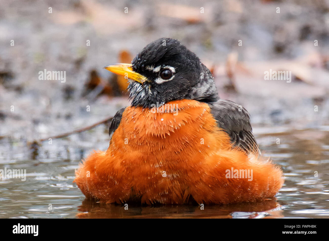 Red Robin taking a bath Stock Photo - Alamy
