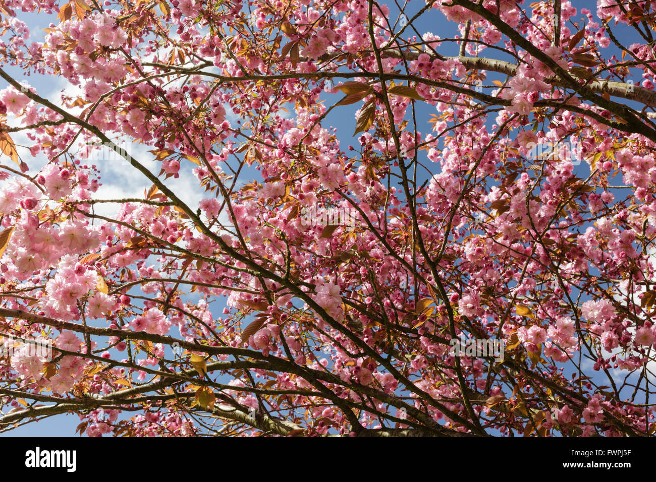 Blossom pink spring hi-res stock photography and images - Alamy