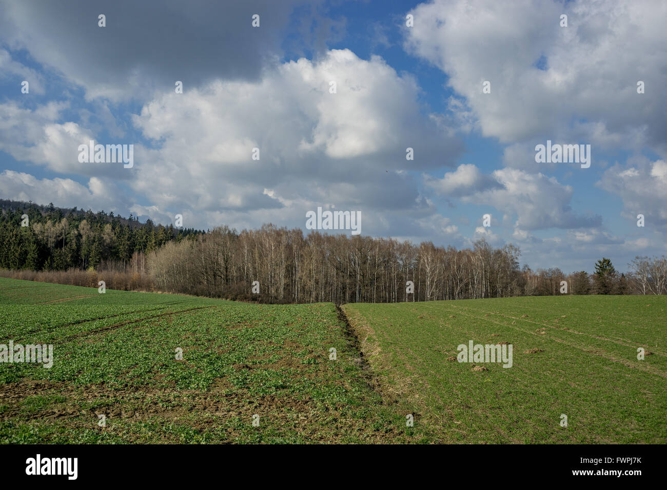Sunny spring sky with clouds,germinating green fields and balk Lower ...