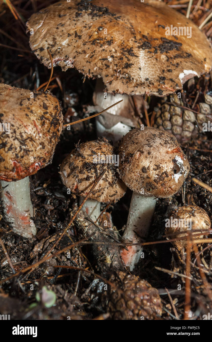 Spores de champignons hi-res stock photography and images - Alamy