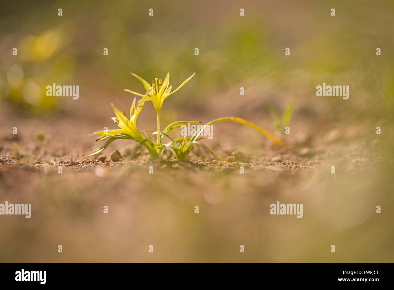 Yellow Star-of-Bethlehem (Gagea commutata) Photographed in Israel, in ...