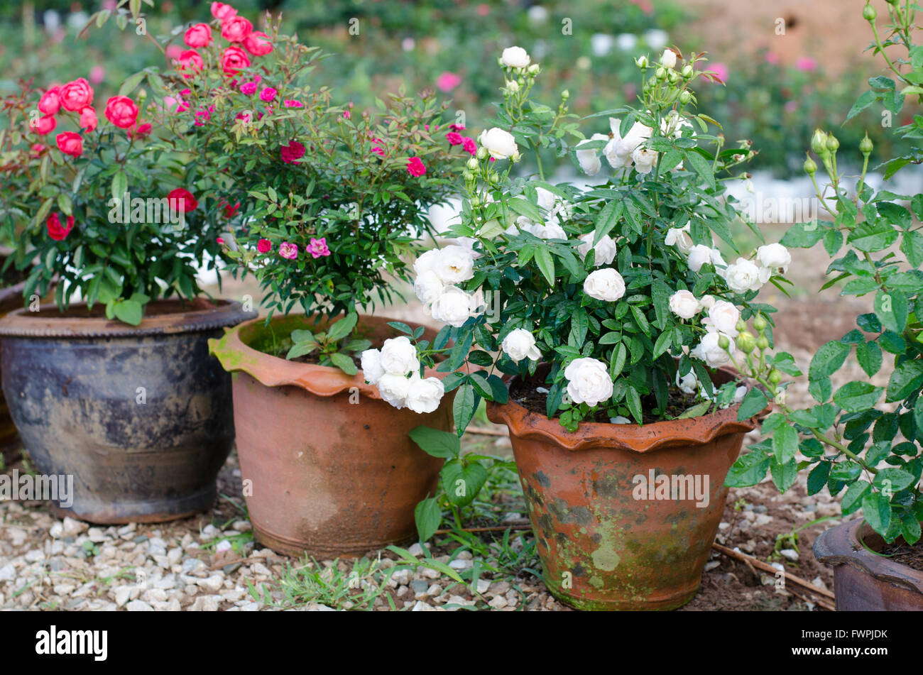 Flower Pots With Roses