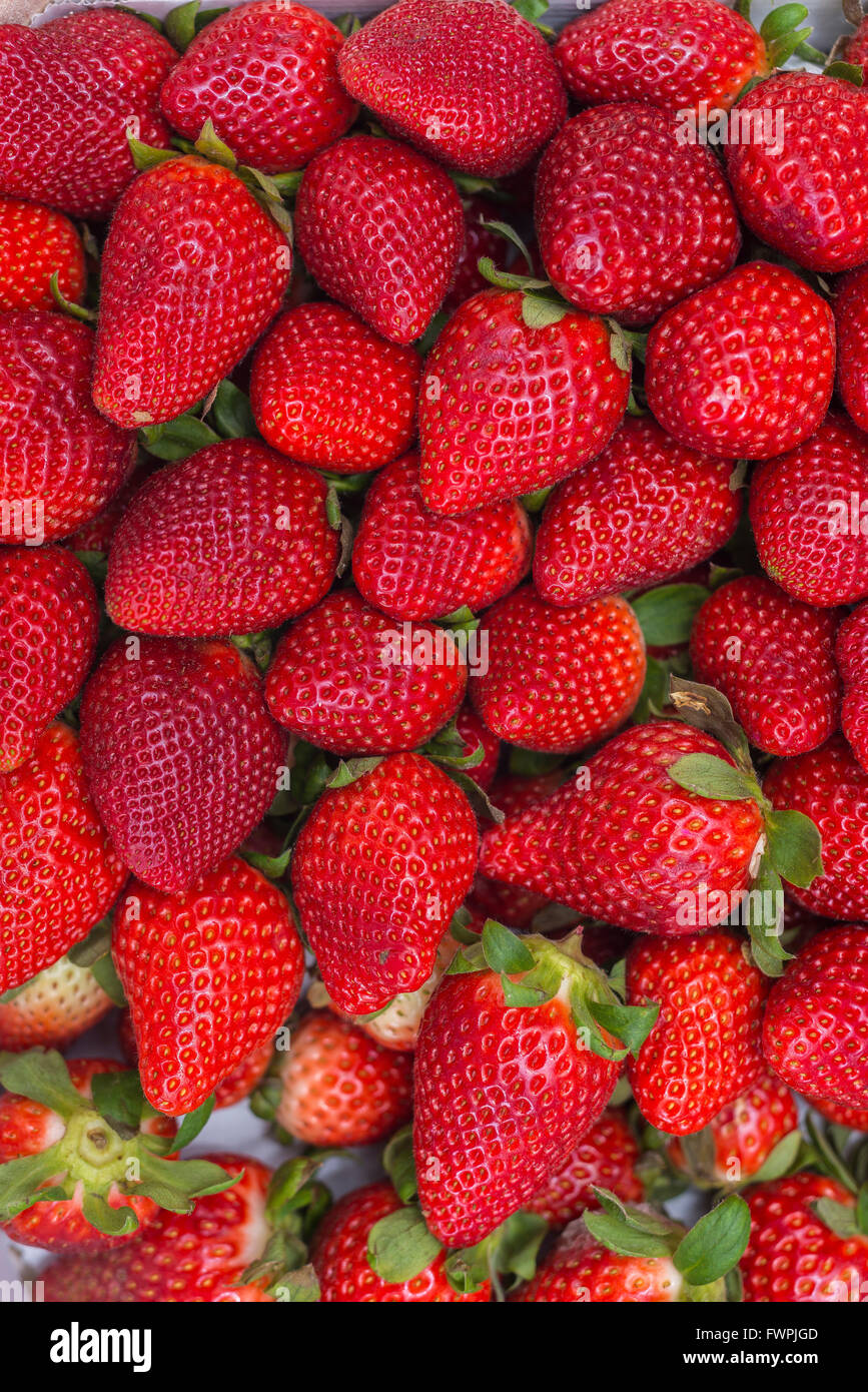 Fraise collerette hi-res stock photography and images - Alamy
