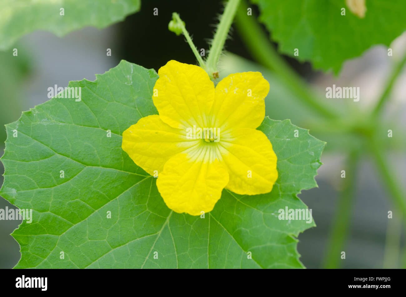 Melon field not watermelon hi-res stock photography and images - Alamy
