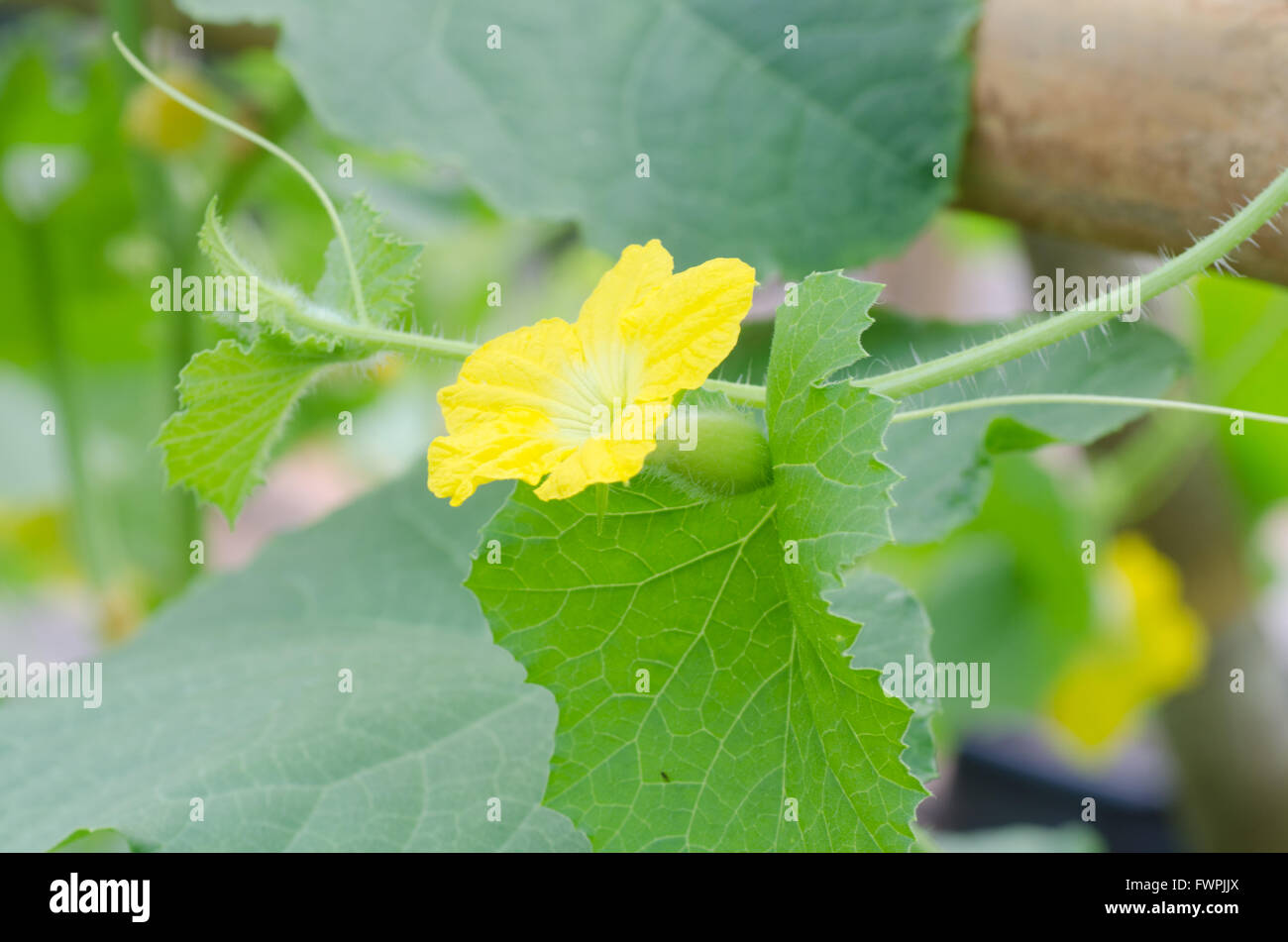 Melon plantation hi-res stock photography and images - Alamy