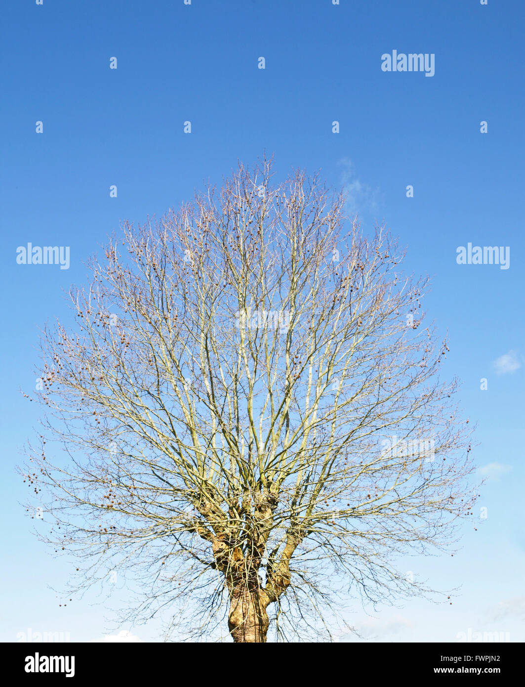 Tree without leafs hi-res stock photography and images - Alamy