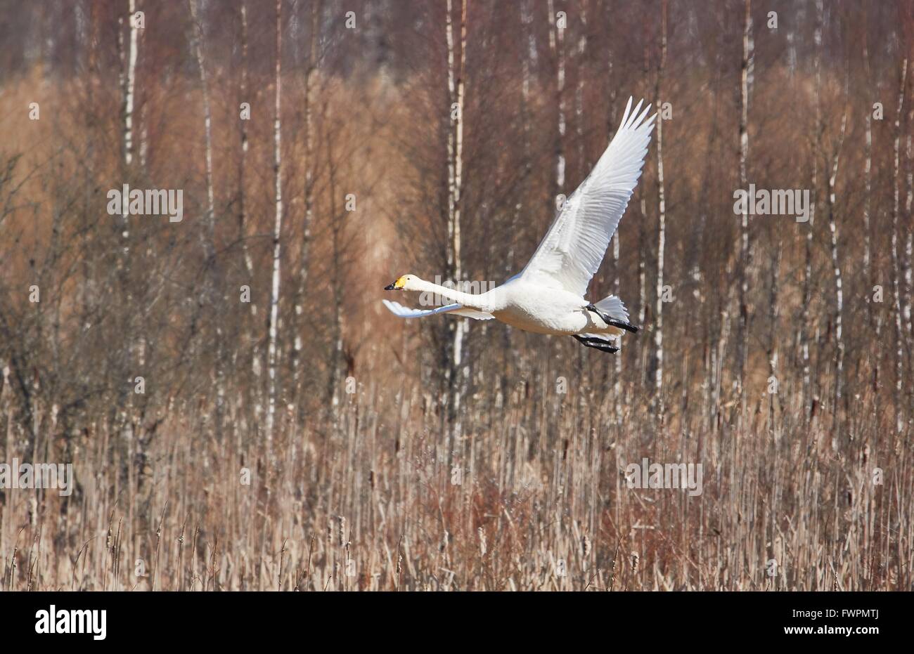 Swan of finland hi-res stock photography and images - Alamy